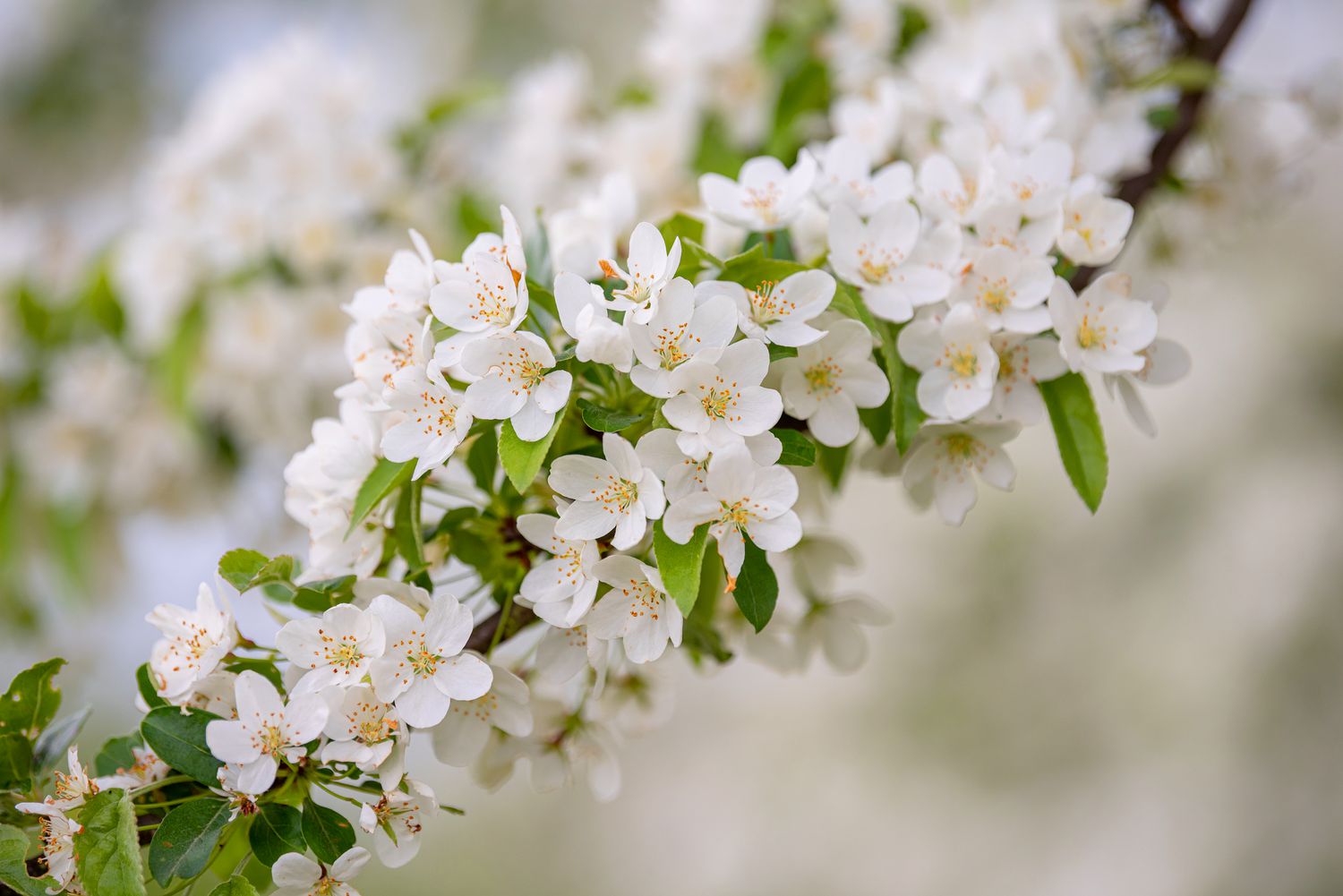 10 Beautiful Early Spring White Flowering Trees to Brighten Your ...
