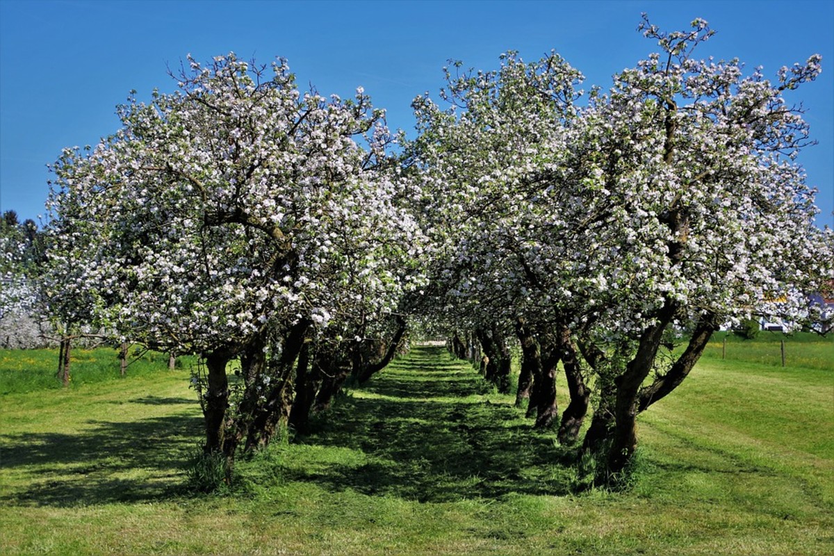 Top 10 Best Flowering Trees 20 Foot Tall for Stunning Landscapes ...