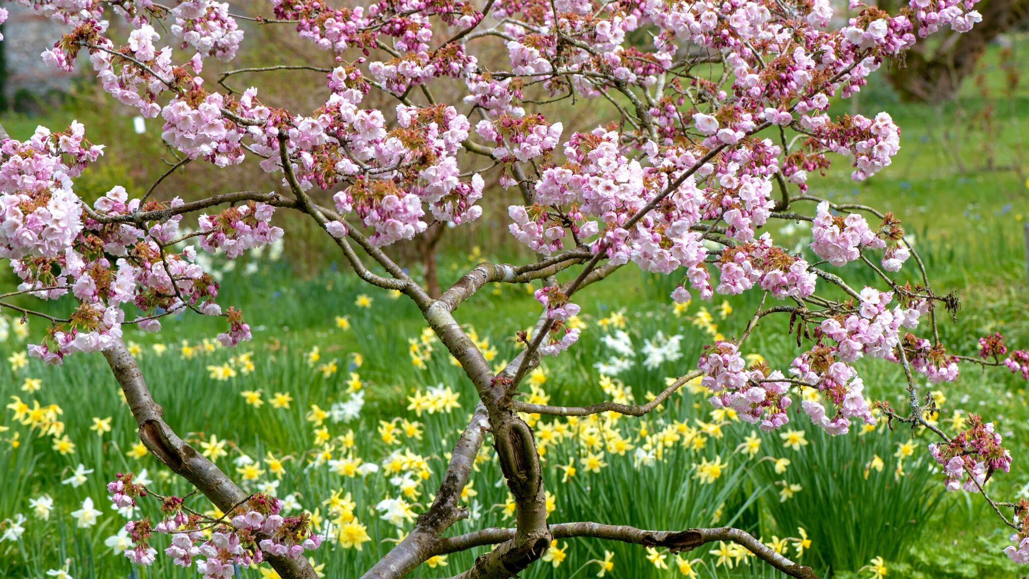 Top 10 Best Flowering Trees 20 Foot Tall for Stunning Landscapes ...