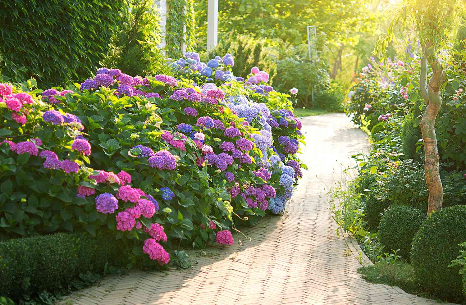 Top 10 Stunning Trees with Pink and Blue Leaves You’ll Love to Grow ...