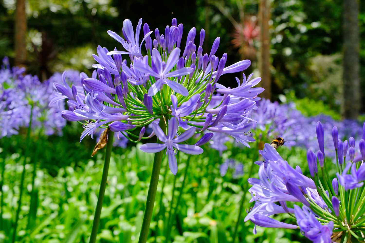 20 Stunning Bush with Purple Flowers to Add Vibrance to Your Garden ...