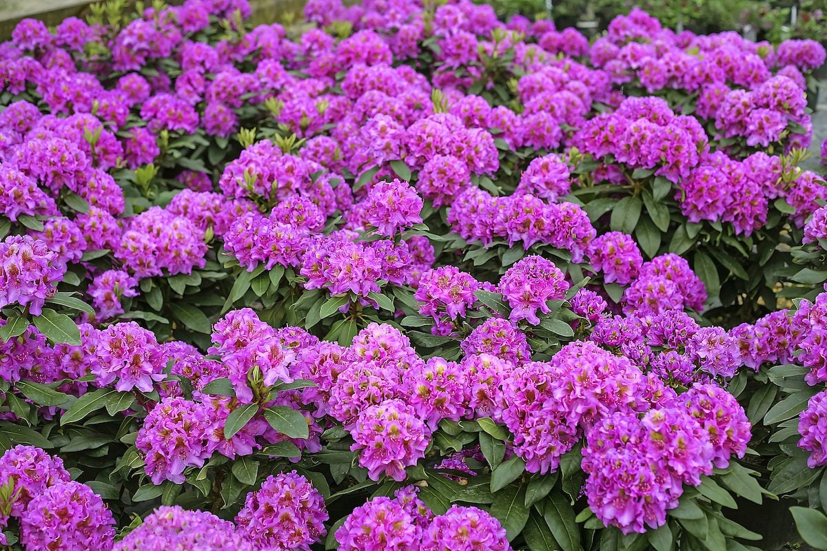 20 Stunning Bush with Purple Flowers to Add Vibrance to Your Garden ...