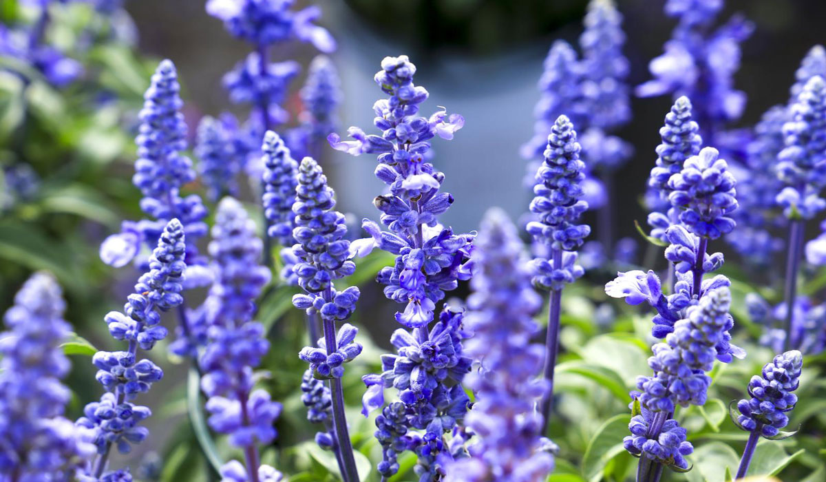 20 Stunning Bush with Purple Flowers to Add Vibrance to Your Garden ...