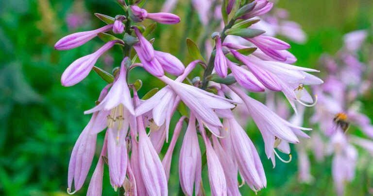 Purple Hosta: The Ultimate Guide to Stunning Shade Garden Beauty 2025 ...