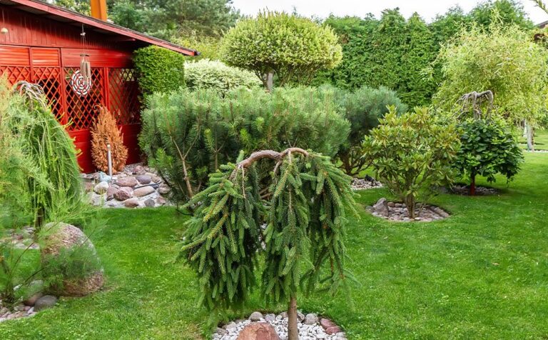The Ultimate Guide to Decorative Trees: Transform Your Landscape with ...