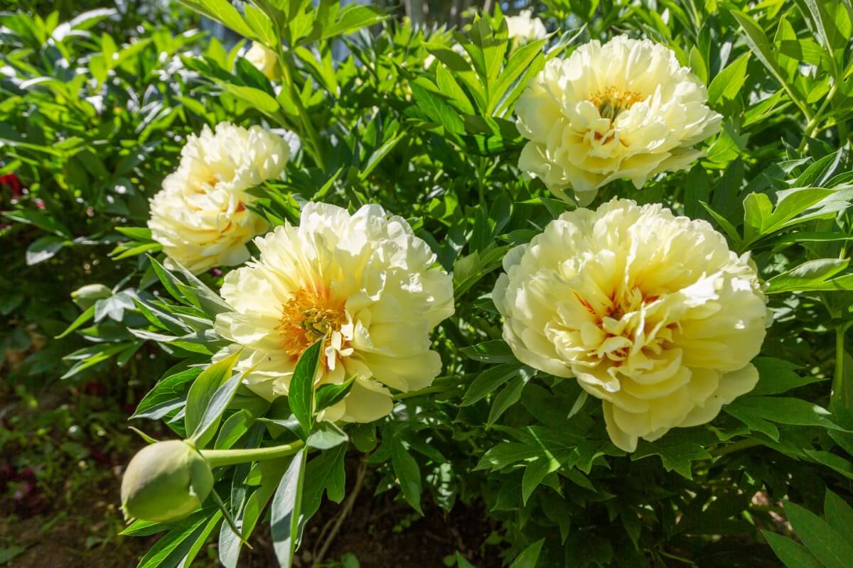 Are Peonies Focal Point Plants? - Garden Loom